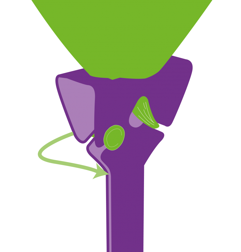 BalloonGrip Balloon Holders – The Eco Balloon Stick